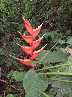 CUIDEMOS EL AMBIENTE: FLORA REPRESENTATIVA DE COLOMBIA