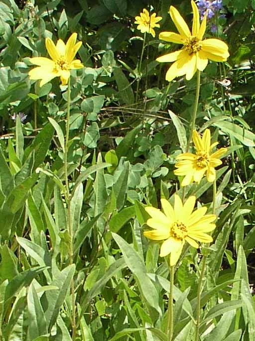 Happy ATV Trails: Trail 245 Nodding Thistle, Richardson's Geranium ...