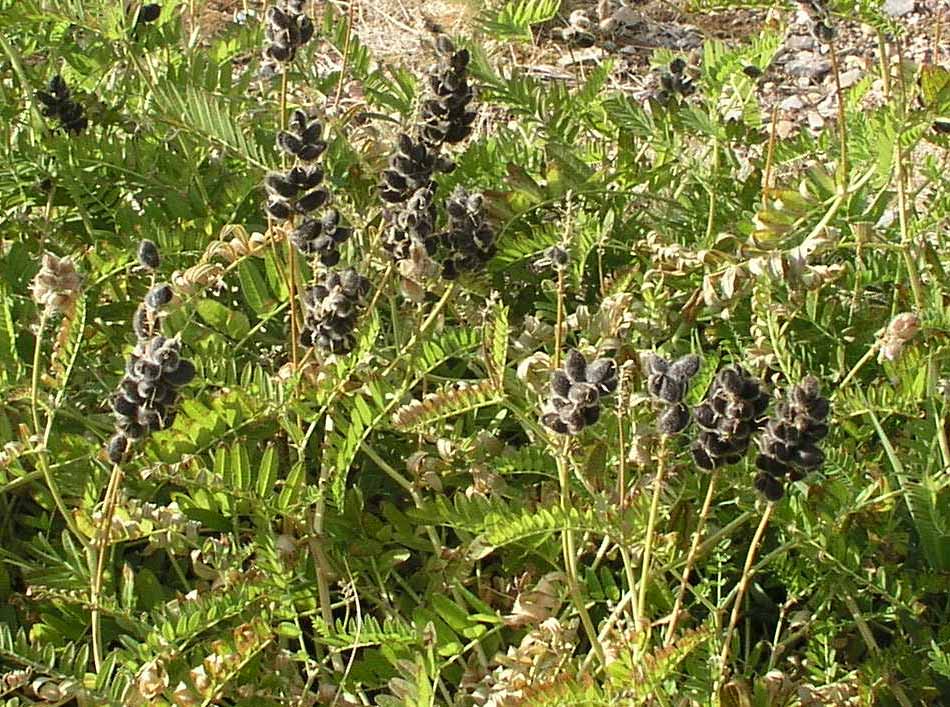Happy ATV Trails: Oregon Grapes, Rose Hips and Pea Family Pods