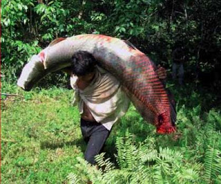 Fish: Moving to domestication of largest fish in Amazon