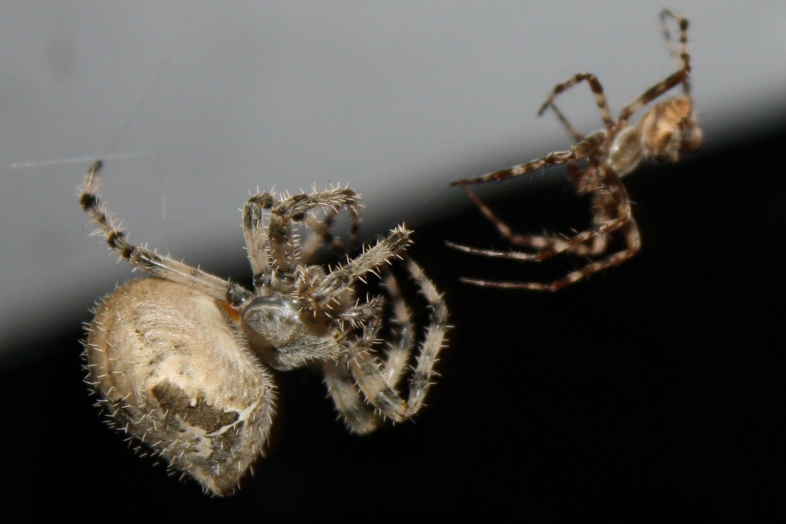 Once Upon a Family: Dueling Spiders