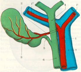 Apuntes de medicina humana: Triángulo de Calot
