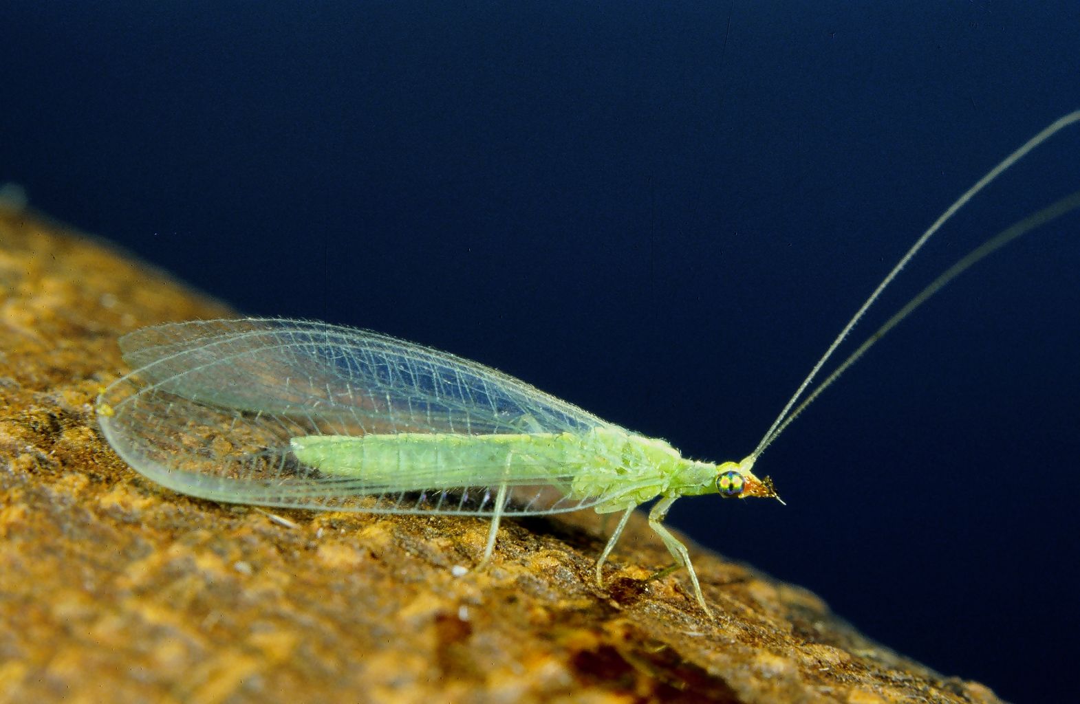 Newfoundland Bugs: Green Lacewing - a delicate fellow.