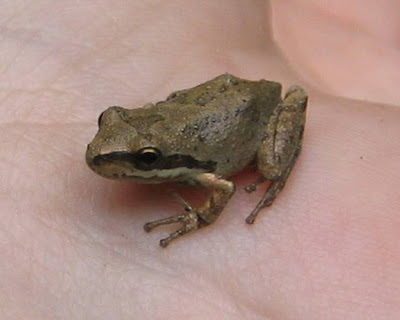 orange county nature: Pacific Tree Frog