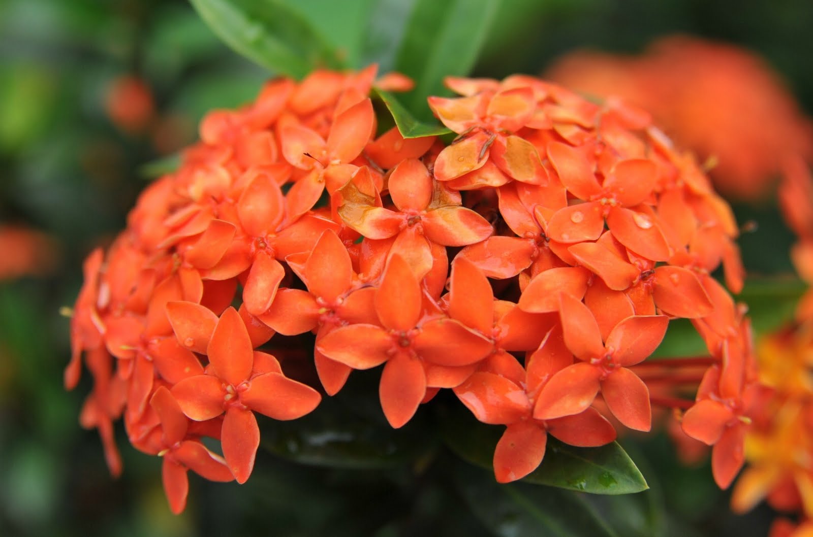 Haridra-Image Photography: Ixora Flower Bokeh