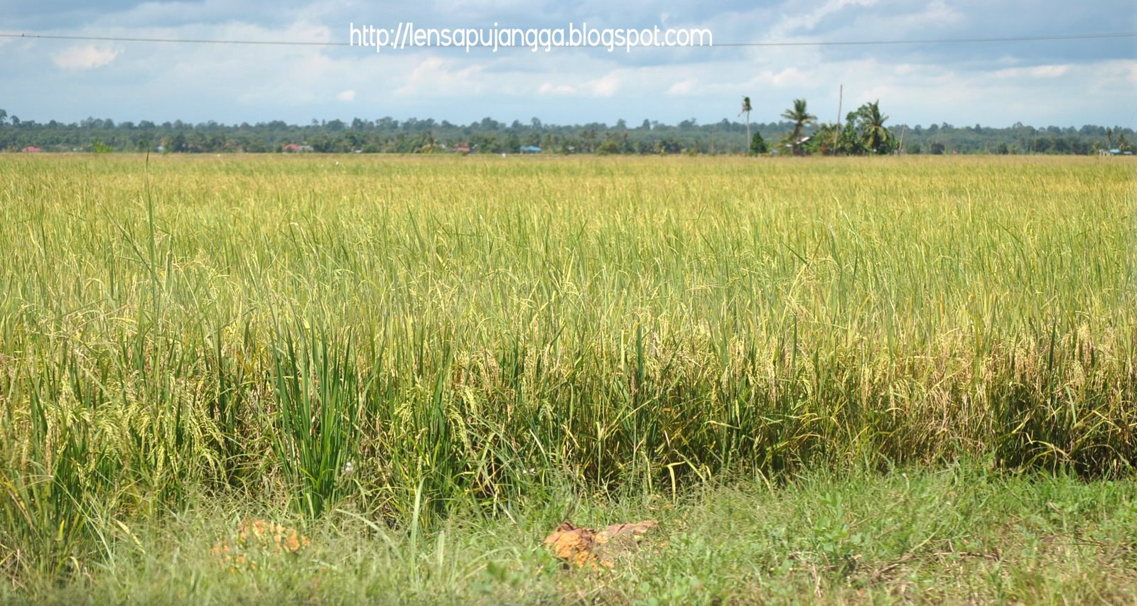 Suasana di sawah padi (bendang)