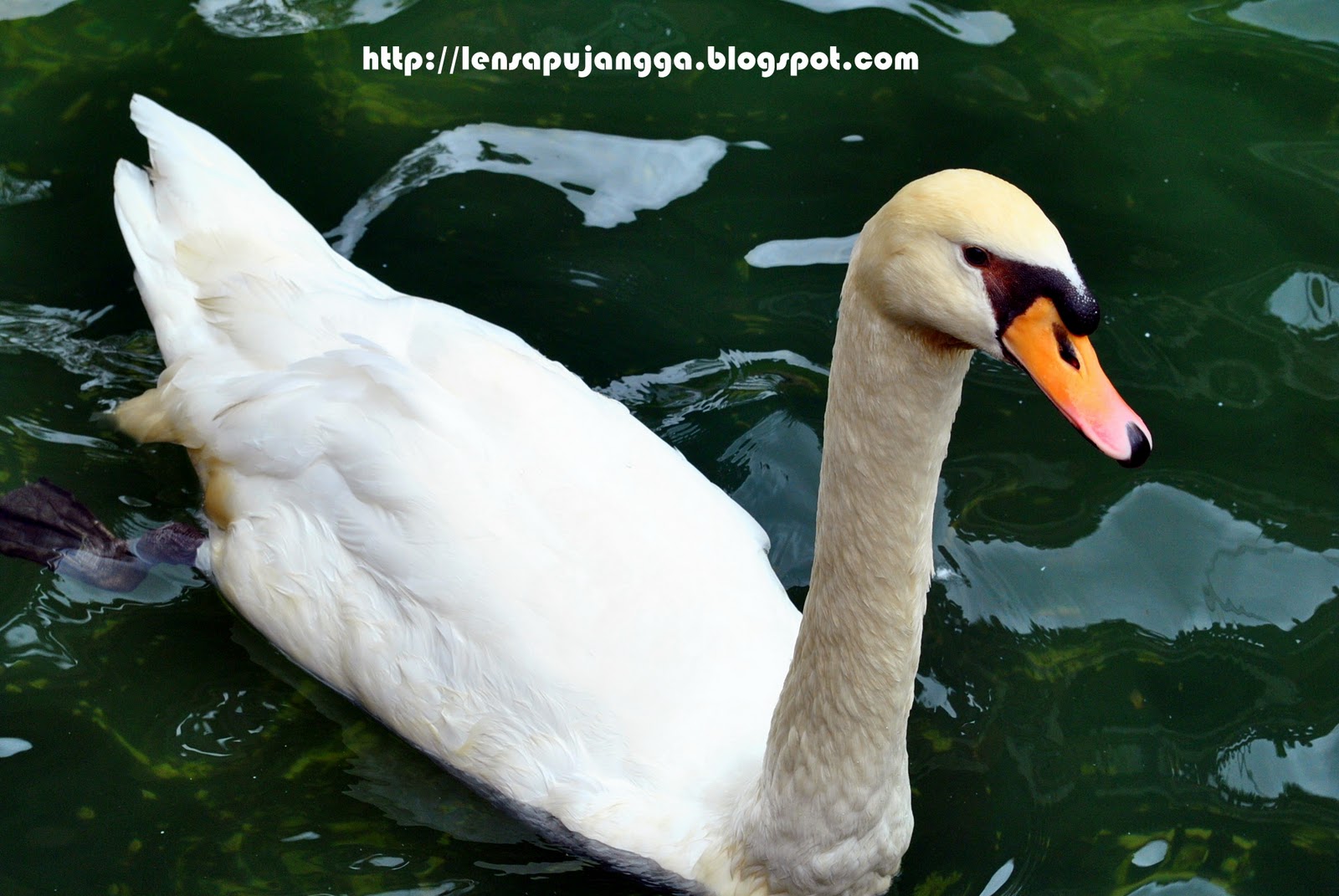 Gambar haiwan di Taman Arnab dan Colmar