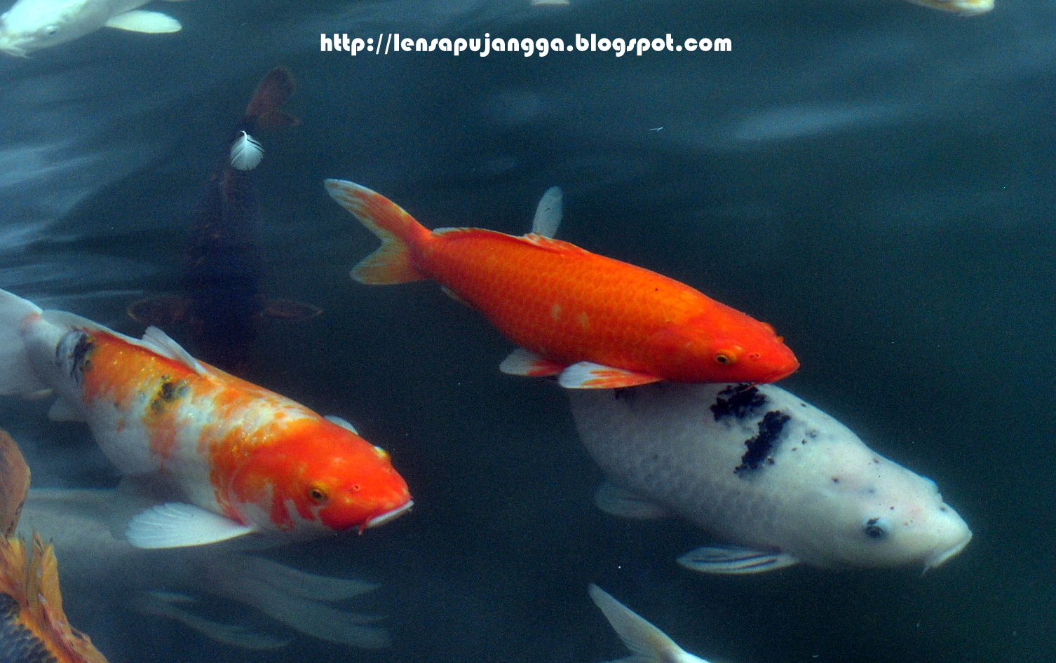 Gambar haiwan di Taman Arnab dan Colmar