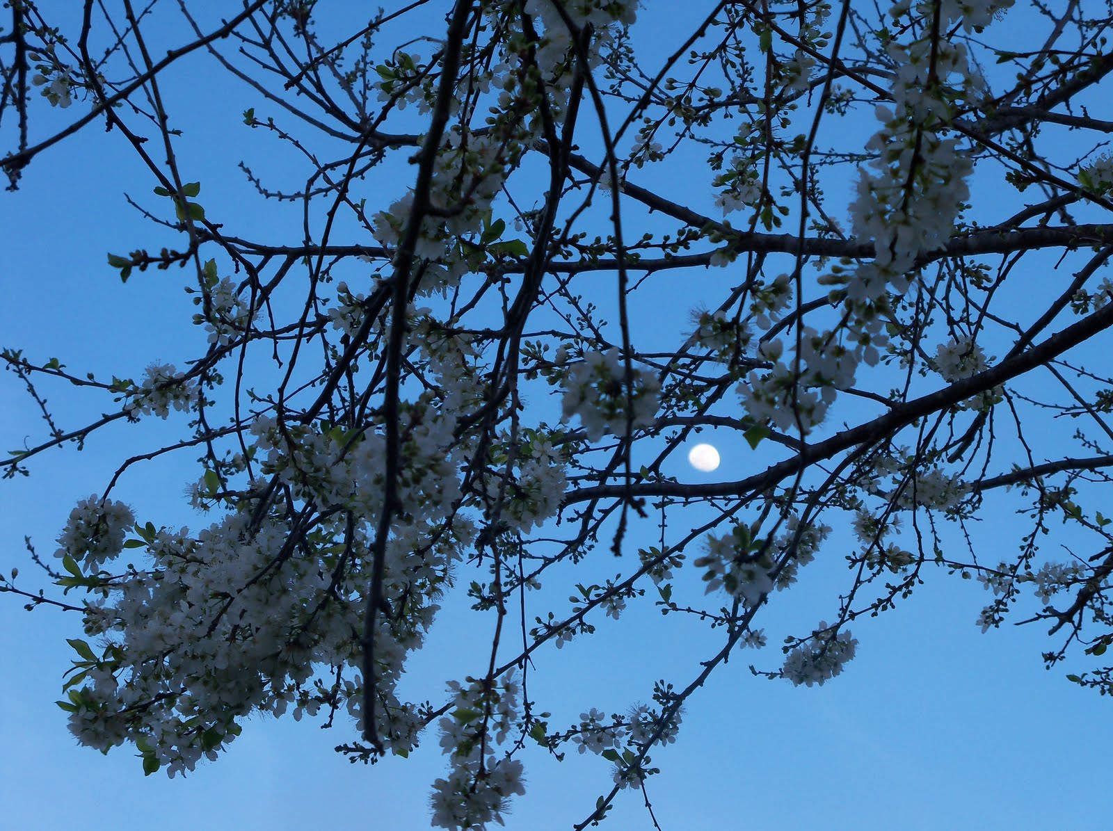 Kasumi Sapphire's Luminescence: The Moon Through the Trees