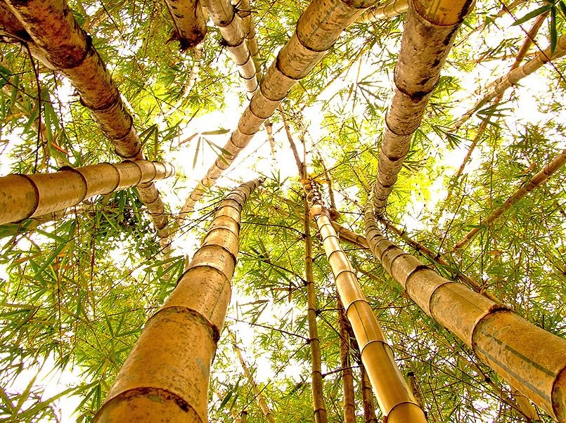 SEMPREU AQUI: O bambu chinês