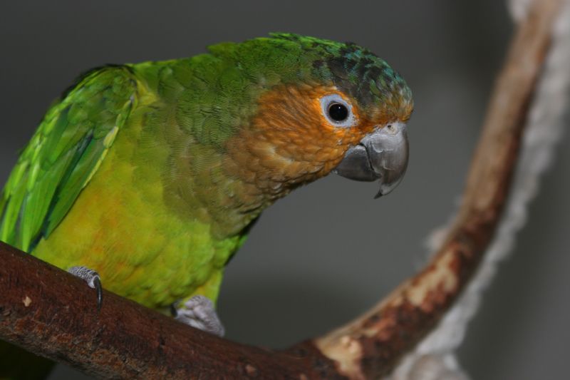 Allison Wonderland: Foster Parrots