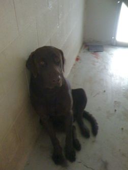Smiling Dog Farms: Can You Help 2 Scared Labs at Victoria?