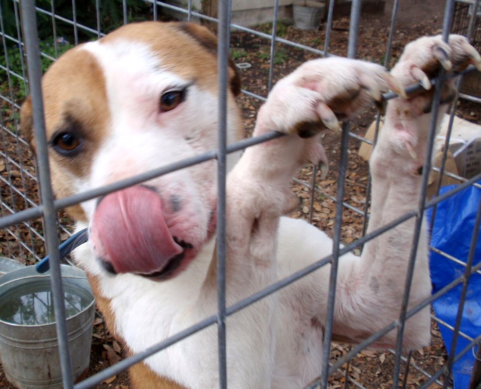 Smiling Dog Farms: Here's Johnny....