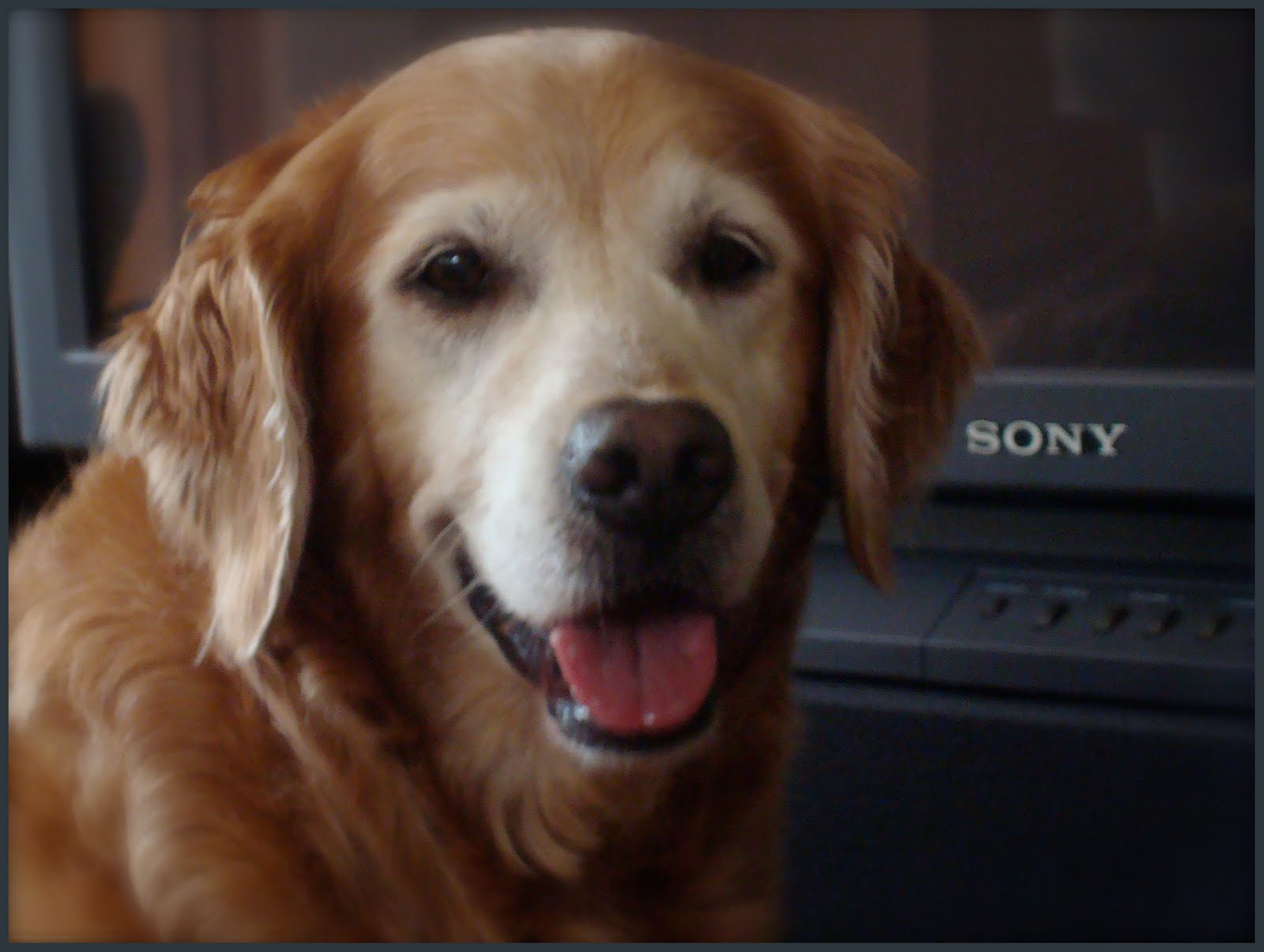 WCIU Archives - Golden Woofs