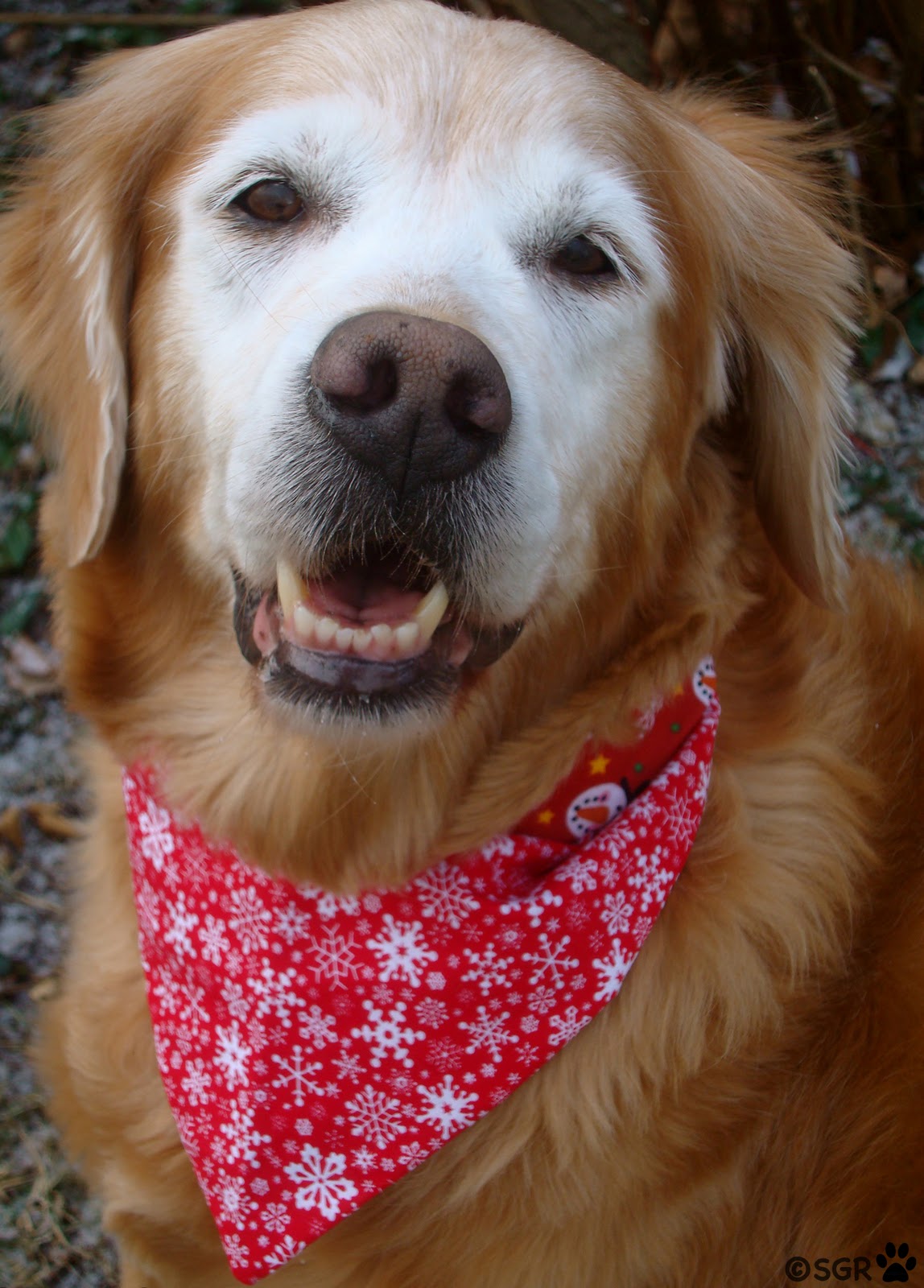 I'm Back ... - Golden Woofs