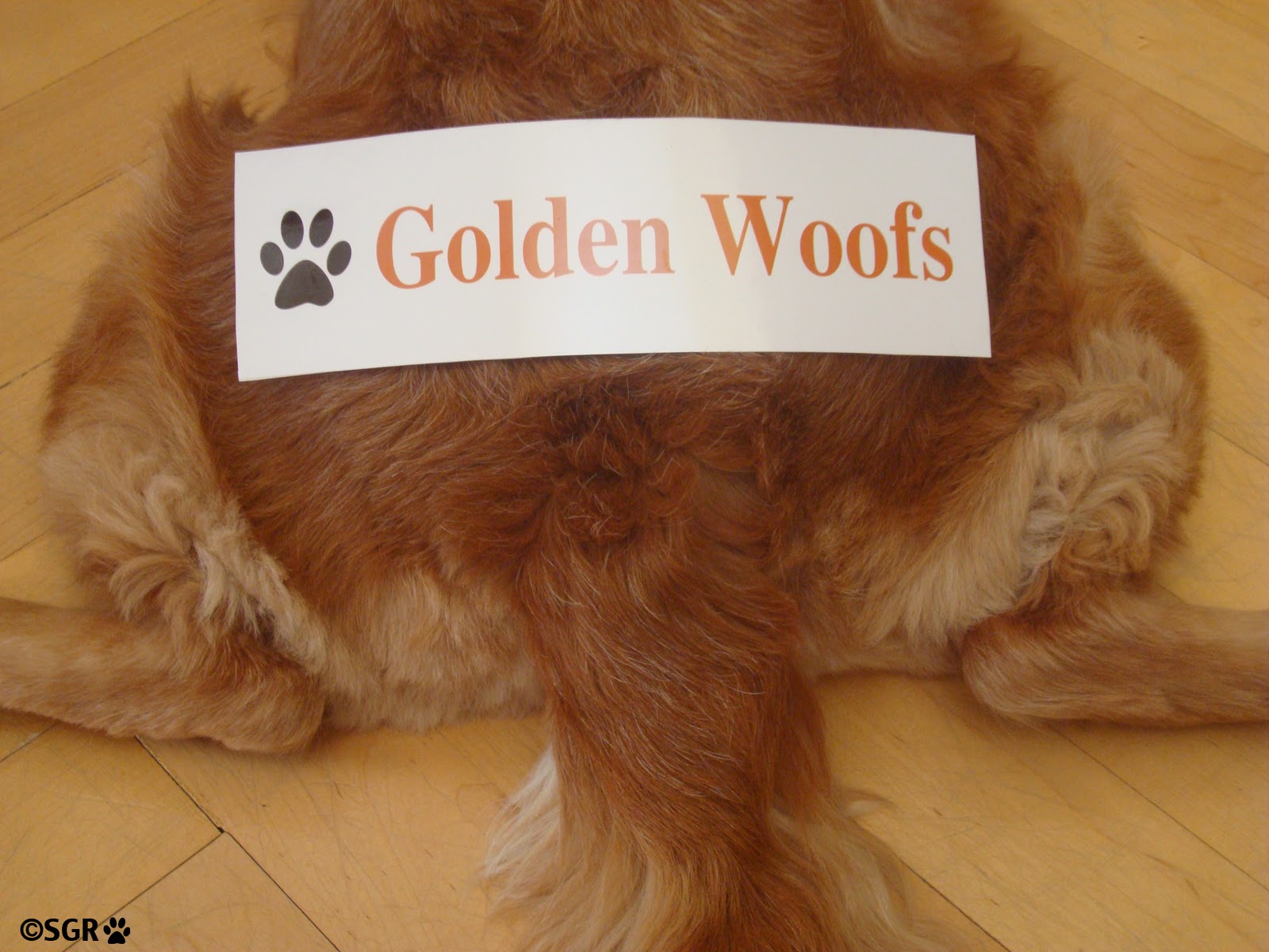 Bears Golden Woofs Winners n F.Y.E. - Golden Woofs