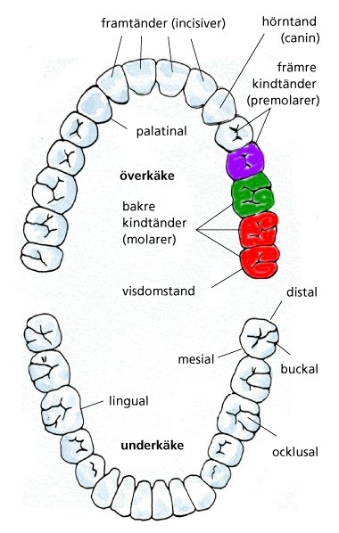 I'm just going my own way!: Tandläkaren...