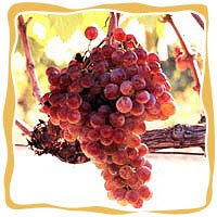 Greek Wine Labels: Roditis (Ροδίτης)