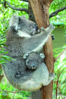 Le koala: Leur reproduction