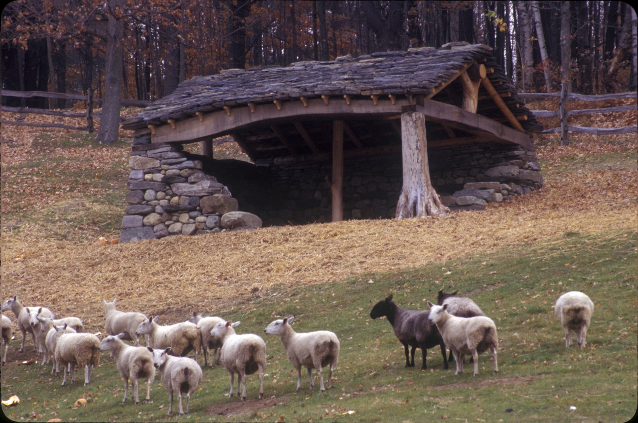 sheep shed | Sheep shelter, Sheep house, Goat shelter