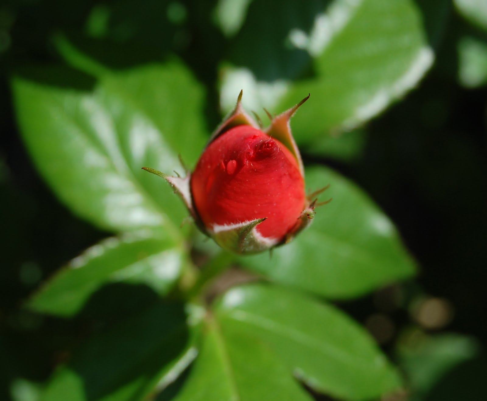 Mountain Photo Gallery: Springtime in Western North Carolina