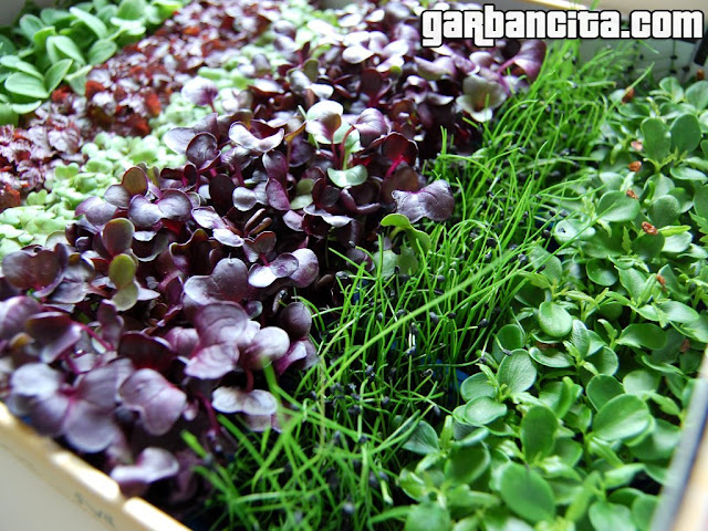 Garbancita® : Sakura Mix, microvegetales de Koppert Cress