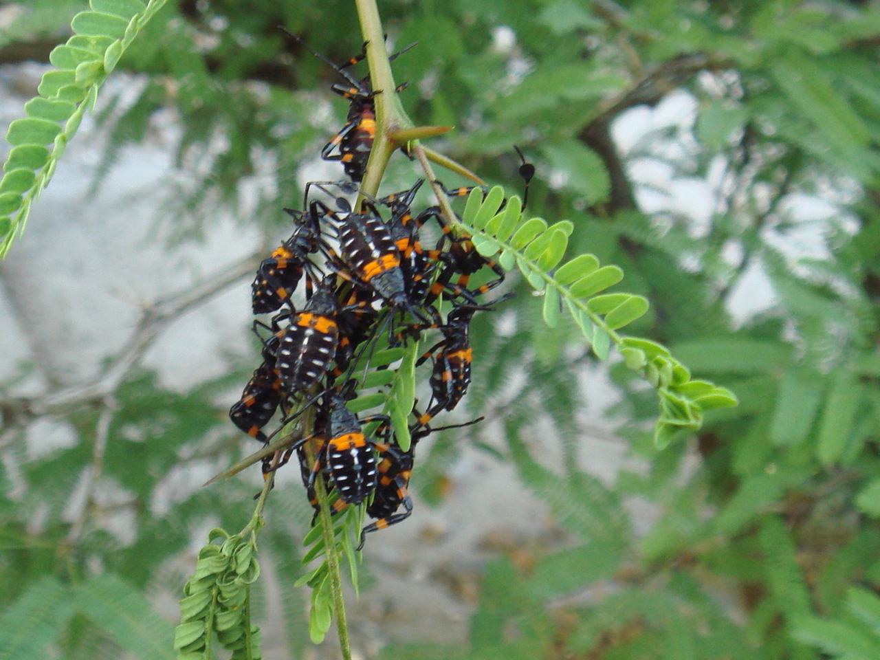 Don Calavera: Manjar para dioses... La tantarria.