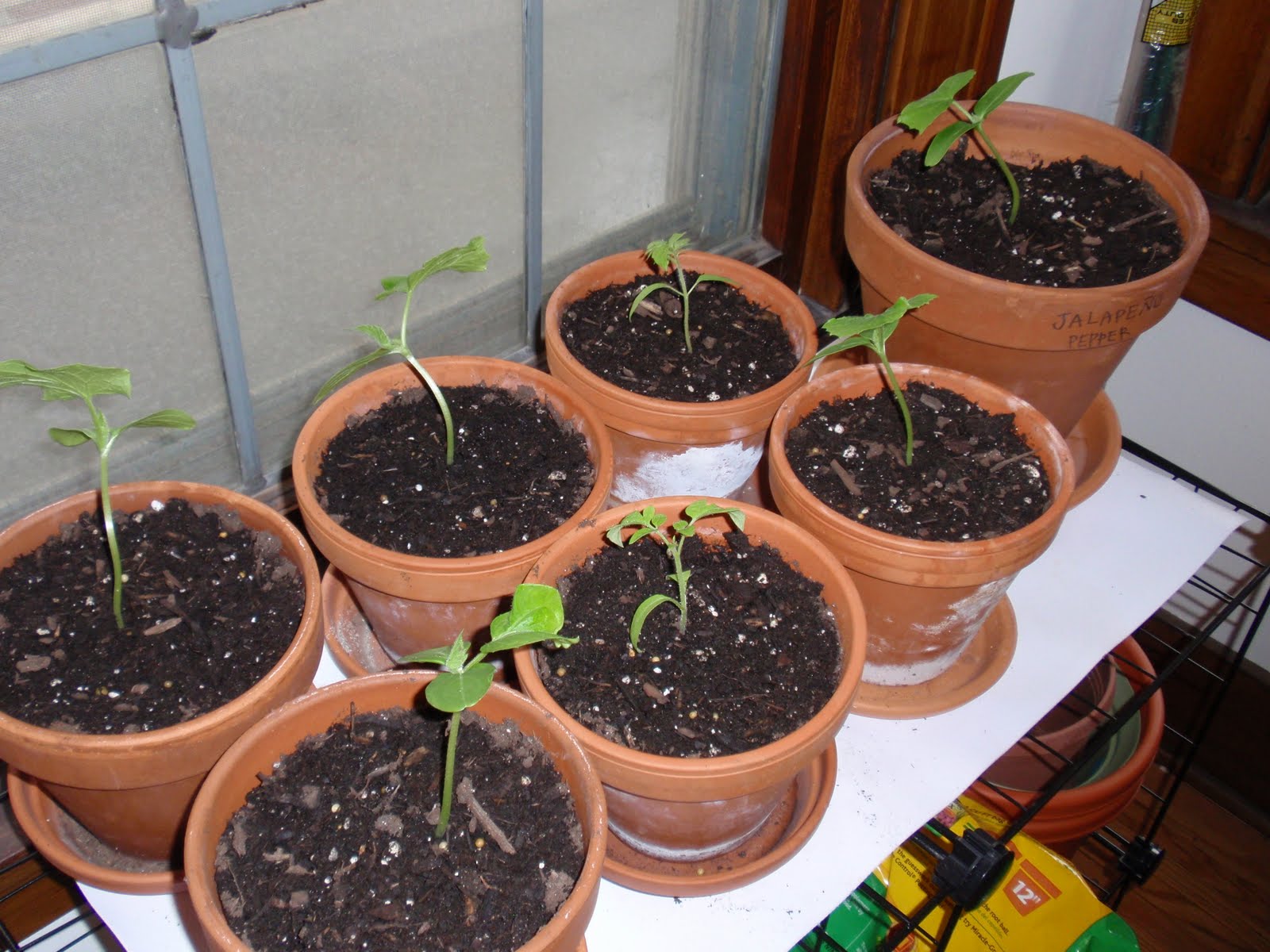 heather's vegetable garden: A few new plants & a baby cucumber