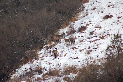 Pranay Chandra: HANGUL-Kashmir Stag