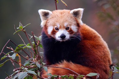 THE SIKKIM TIMES: First Survey Reports On Red Panda in Sikkim Confirms ...
