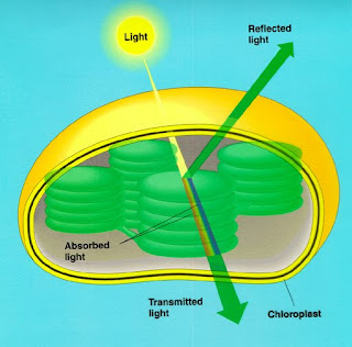 Nutrition in Plants: Chlorophyll