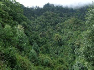 Natural resources of Nepal: FORESTS RESOURCE OF NEPAL