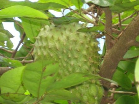P E R C E P T I O N S: Soursop known locally as "Katu Atha"