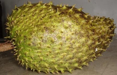 P E R C E P T I O N S: Soursop known locally as "Katu Atha"