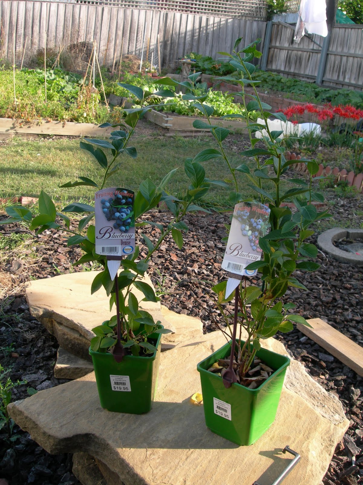 Polystyrene Garden Junkie: Easter Weekend Gardening Part 1: the front yard