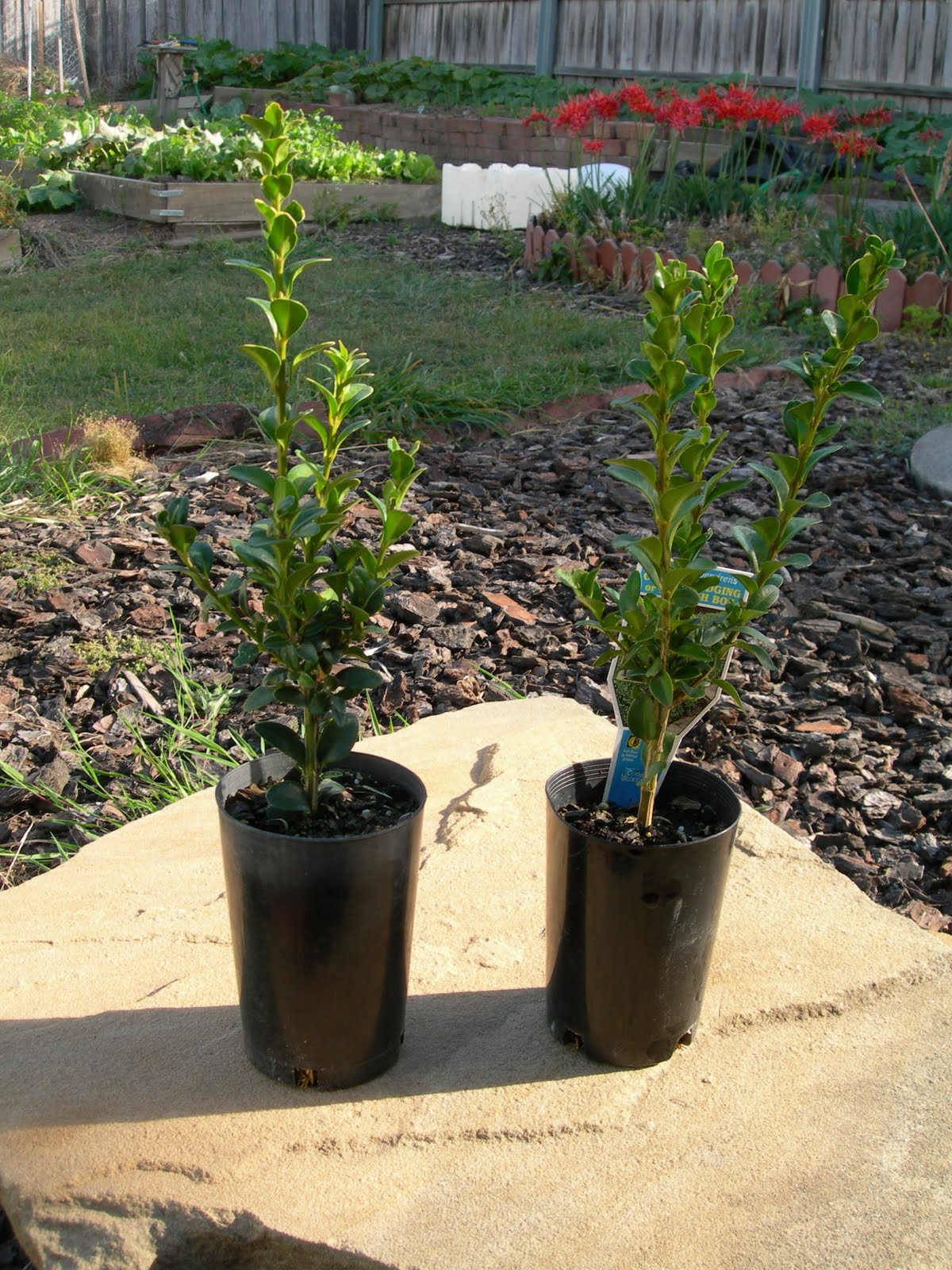 Polystyrene Garden Junkie: Easter Weekend Gardening Part 1: the front yard