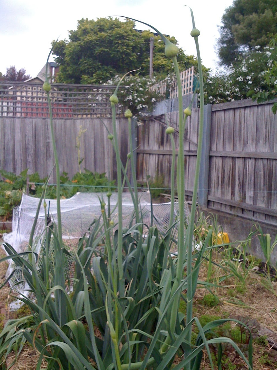 Polystyrene Garden Junkie: 2010