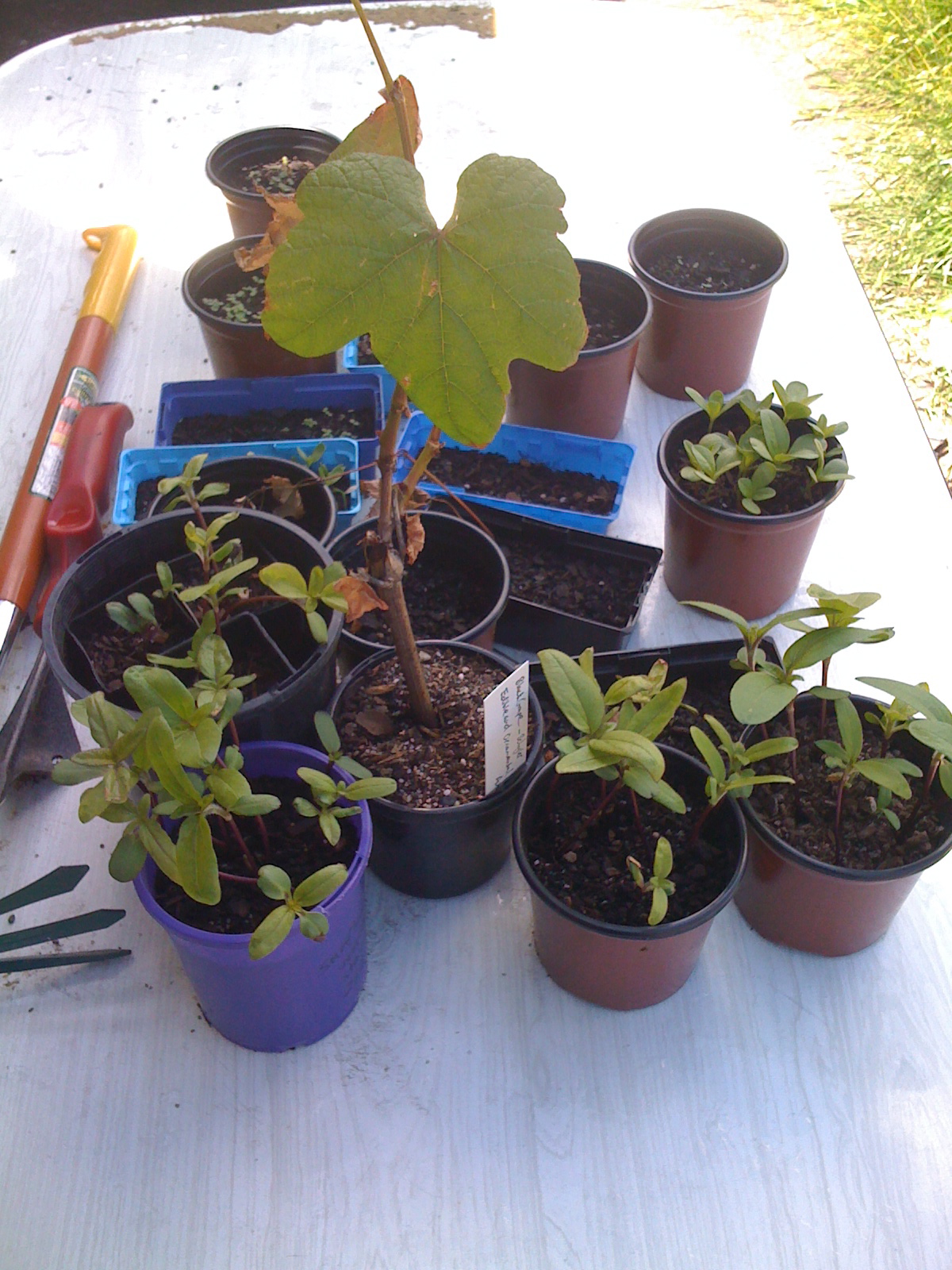 Polystyrene Garden Junkie: 2010