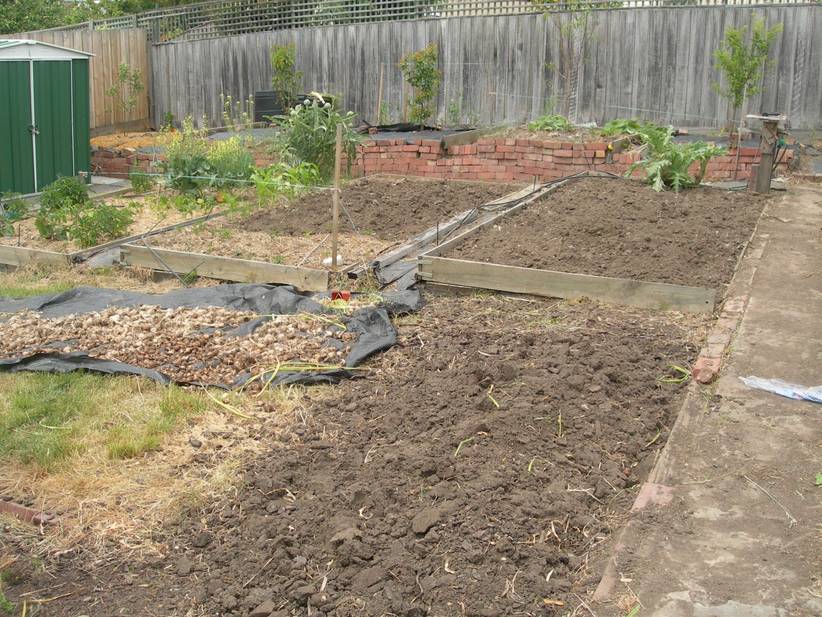 Polystyrene Garden Junkie: A Christmas garden overhaul: bulbs, beds and box
