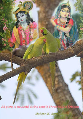Radha Krishna Appear as Parrots in Vrindavana