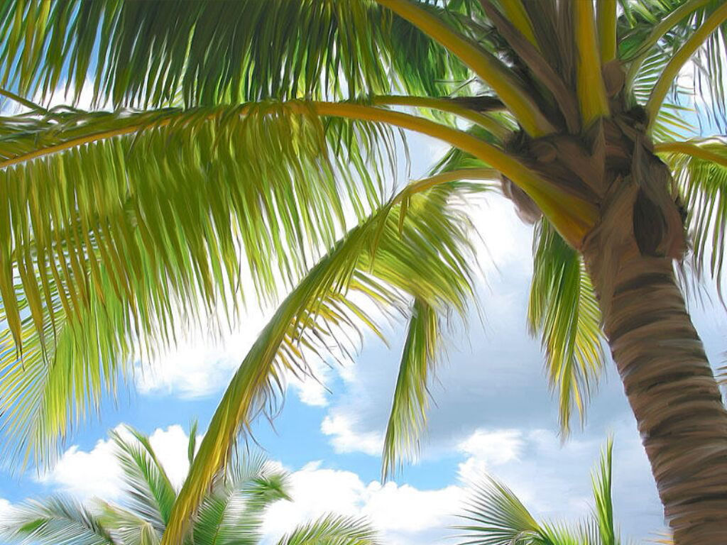 Sterzoeker: Palmboom