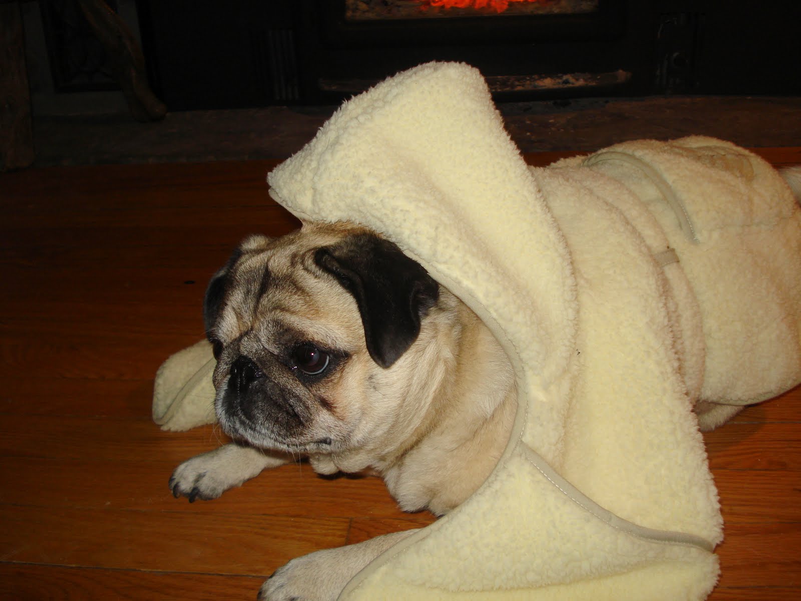Wilma the Pug: Rub-a-dub-dub Three Pugs in a Tub