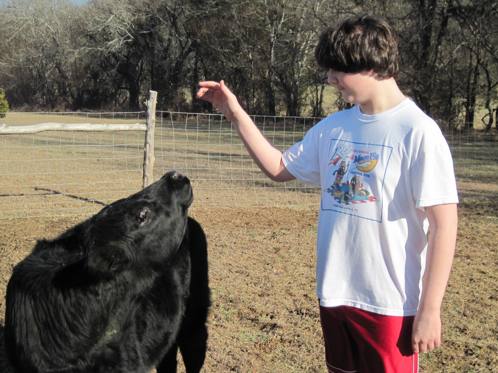 Nature Study: Our Cow, Moo