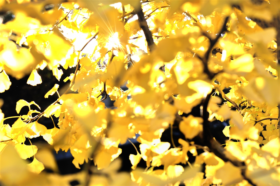 A Japanese Lifestyle for Every Culture: Autumn Leaves