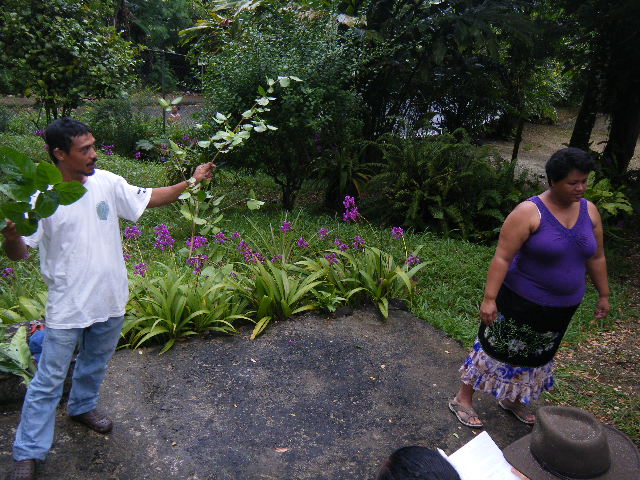 Traditional plants of Pohnpei