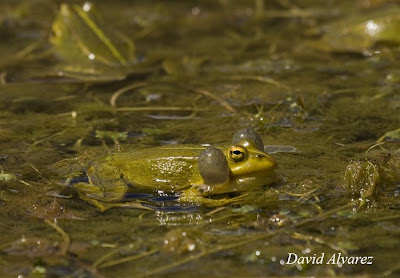 Naturaleza Cantábrica: El significado del canto de la rana