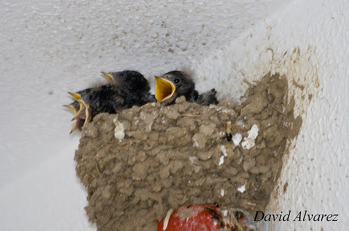Naturaleza Cantábrica: Casas de barro