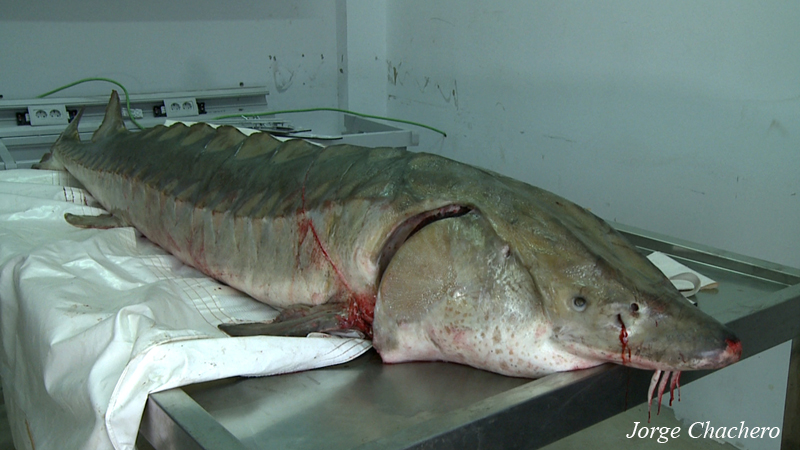 Naturaleza Cantábrica: Un esturión en Xixón