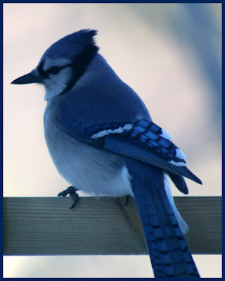 Aiken House & Gardens: Bird Watching!