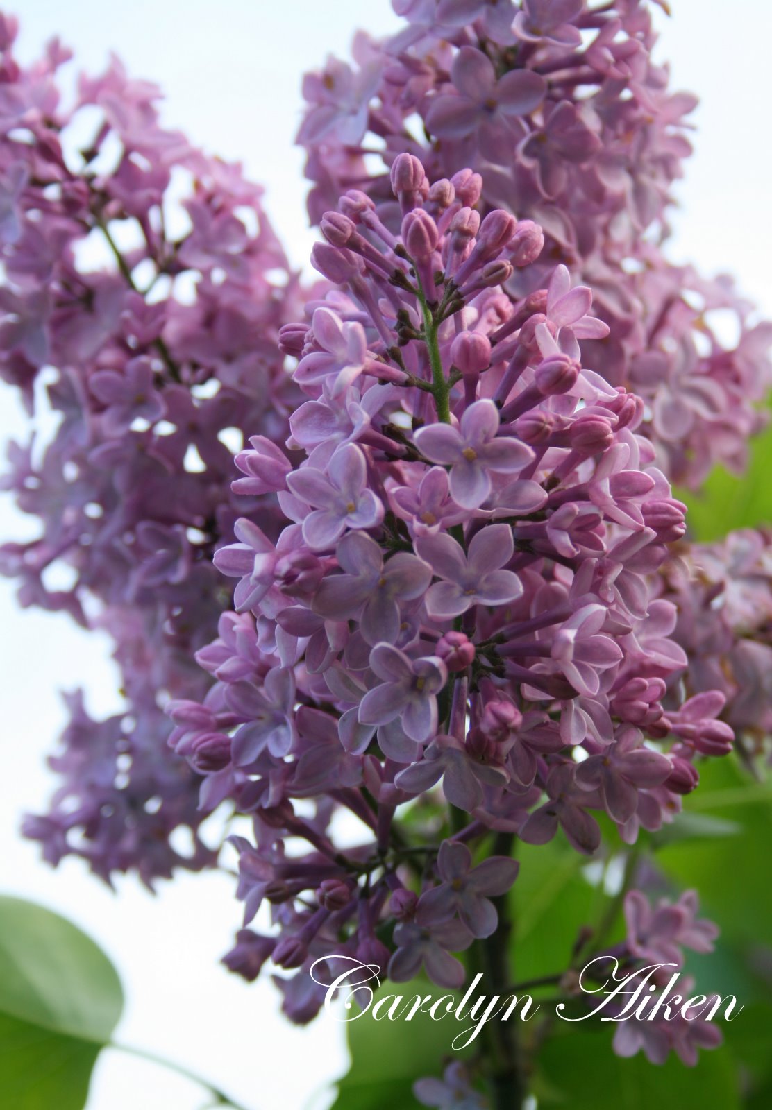 Aiken House & Gardens: Lilac Time Again!